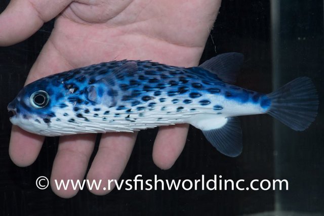 Saltwater Blue Puffer Fish