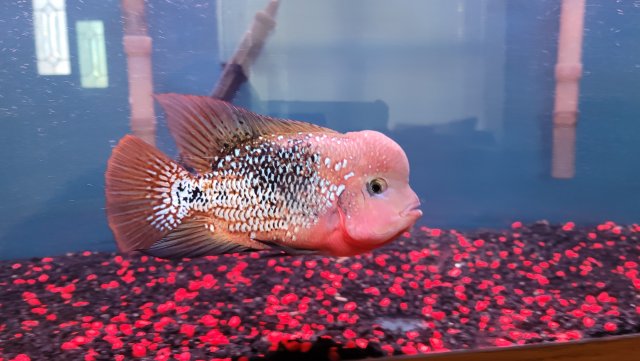 Post'em VIEJAS ..... | MonsterFishKeepers.com