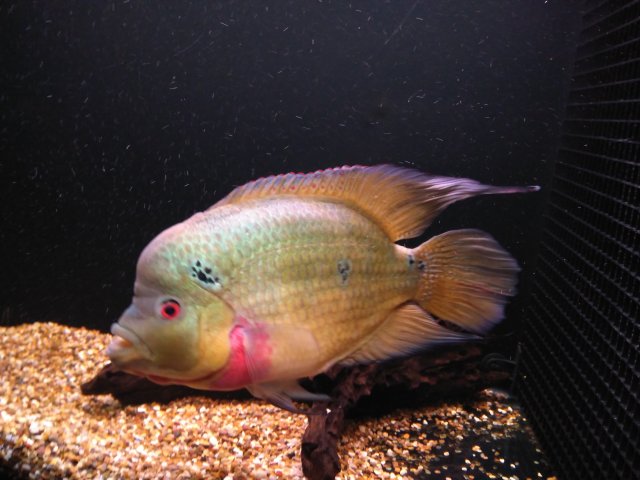 Pure Trimac? | MonsterFishKeepers.com
