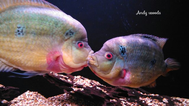 Pure Trimac? | MonsterFishKeepers.com