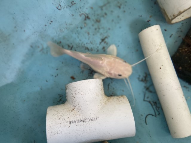 Phantom RTC | MonsterFishKeepers.com