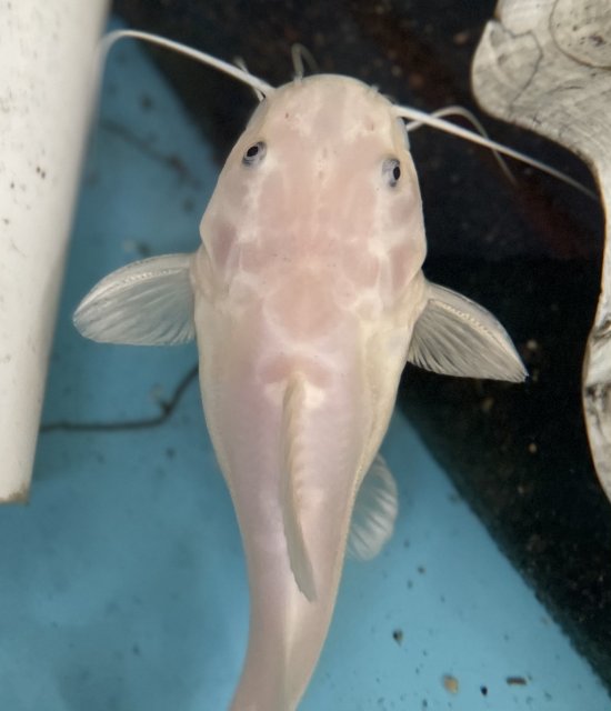 Phantom RTC | MonsterFishKeepers.com