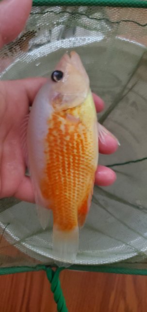 For Sale - Red dovii | MonsterFishKeepers.com