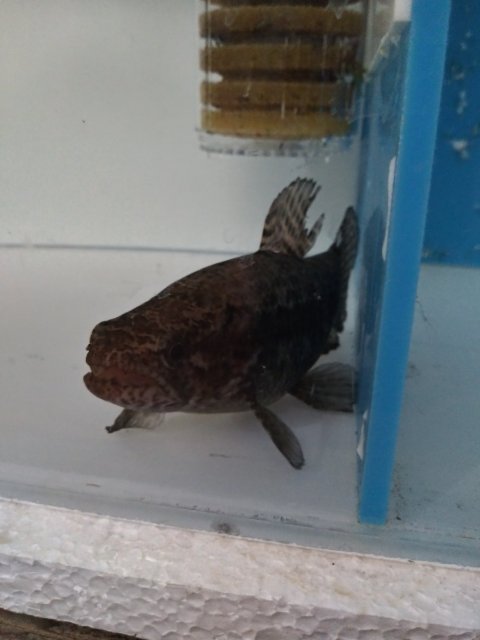 For Sale - Wolf fish combo aimara,mala, curupira | MonsterFishKeepers.com