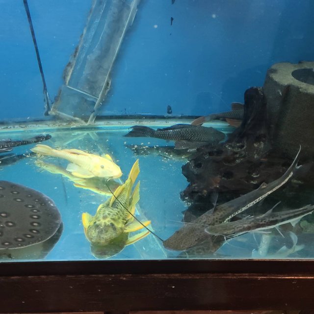 New plecos. Luteus,jaguribensis,186.,lda 105 | MonsterFishKeepers.com