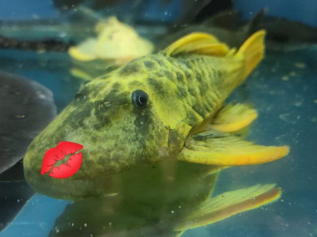 New plecos. Luteus,jaguribensis,186.,lda 105 | MonsterFishKeepers.com