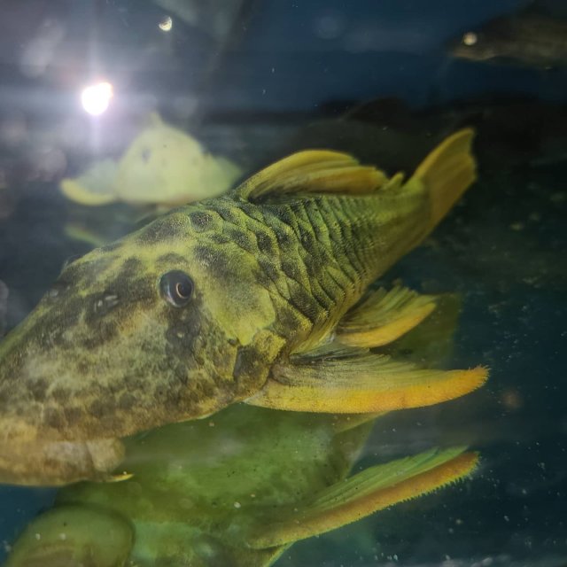 New plecos. Luteus,jaguribensis,186.,lda 105 | MonsterFishKeepers.com