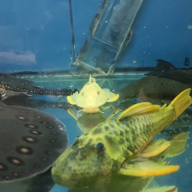 New plecos. Luteus,jaguribensis,186.,lda 105 | MonsterFishKeepers.com
