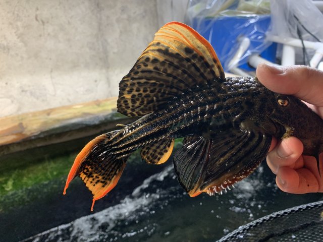 For Sale - L025 7 Pointer | MonsterFishKeepers.com