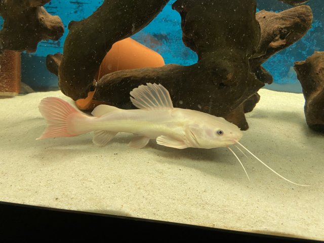 Phantom Redtail catfish | MonsterFishKeepers.com