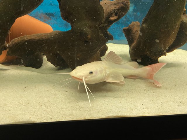 Phantom Redtail catfish | MonsterFishKeepers.com