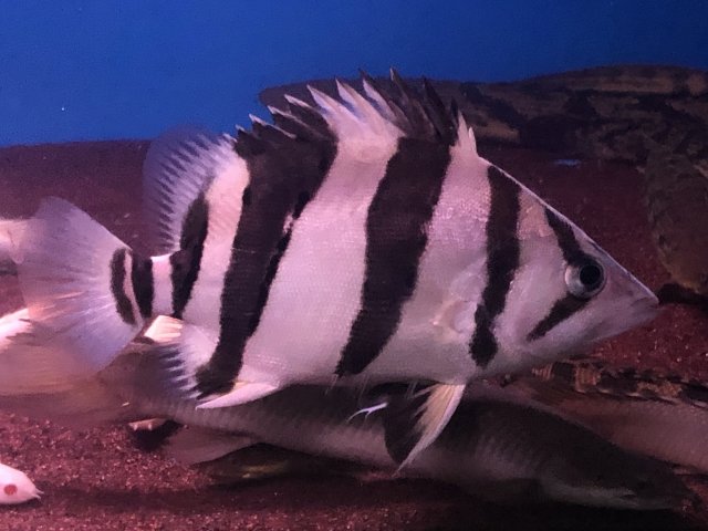 For Sale - 3 bar datnoids | MonsterFishKeepers.com