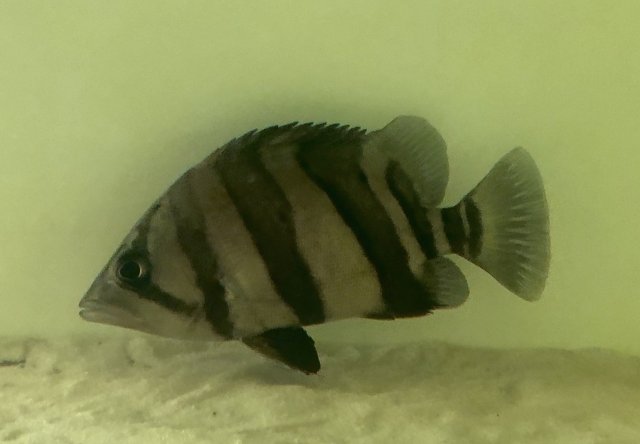 For Sale - 3 bar datnoids | MonsterFishKeepers.com