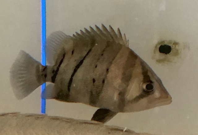 For Sale - 3 bar datnoids | MonsterFishKeepers.com