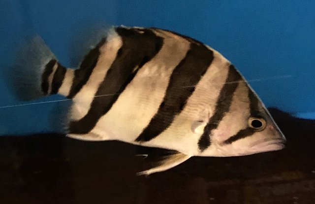 For Sale - 3 bar datnoids | MonsterFishKeepers.com