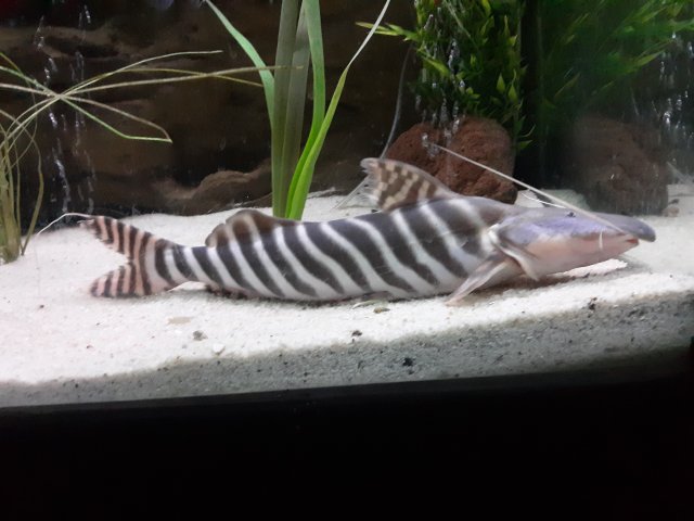 Tigrinus Catfish