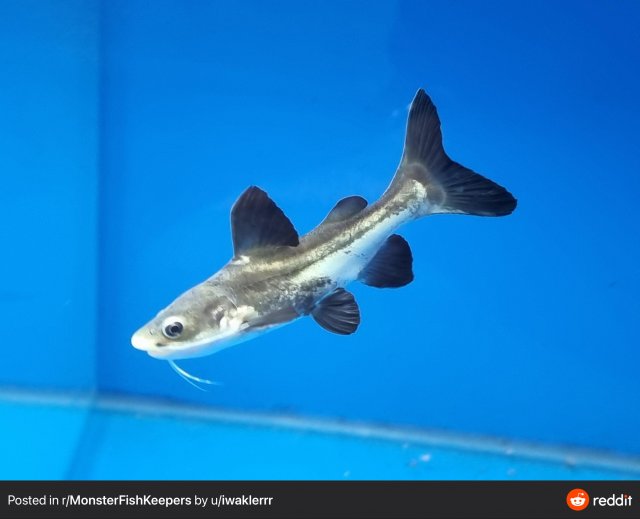 Red Tail Catfish Hybrid