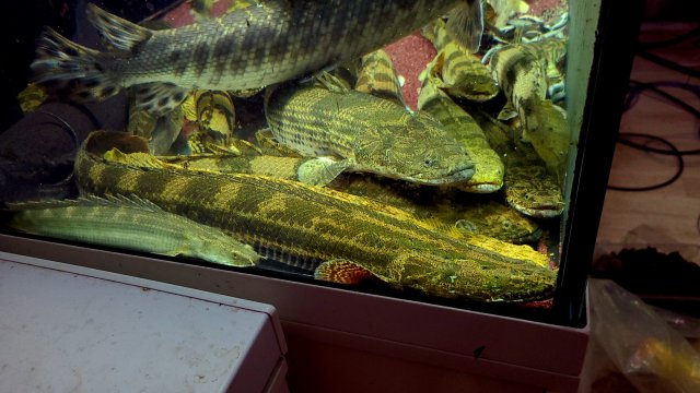 Turkana pbb update | MonsterFishKeepers.com