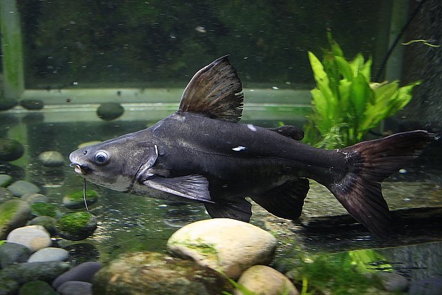 Red Tail Catfish Hybrid
