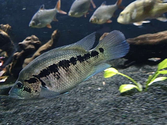Male or female dovii? | MonsterFishKeepers.com