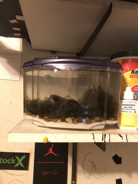 Micro shrimp tank | MonsterFishKeepers.com