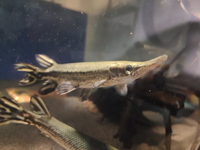 Polypterus_36's Cuban gar thread | MonsterFishKeepers.com