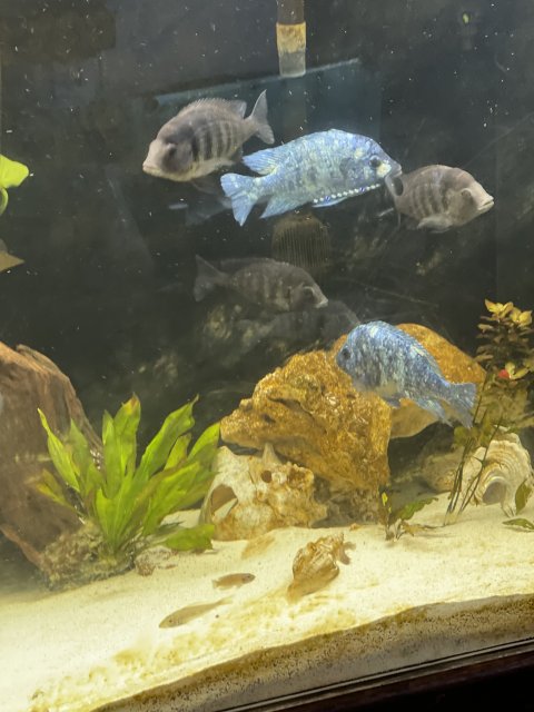 For Sale - Aquarium Central Placidochromis Tanzania Mirrorball Cichlid ...