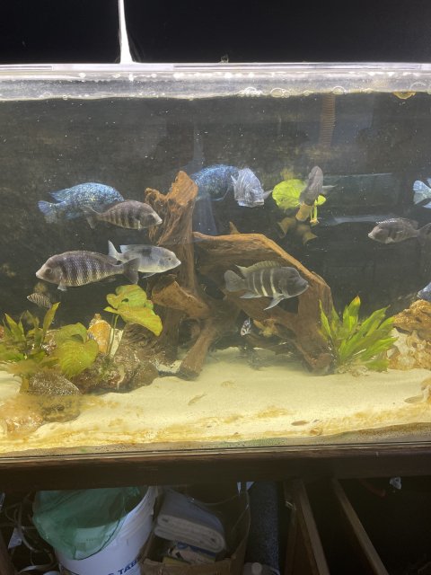 For Sale - Aquarium Central Placidochromis Tanzania Mirrorball Cichlid ...