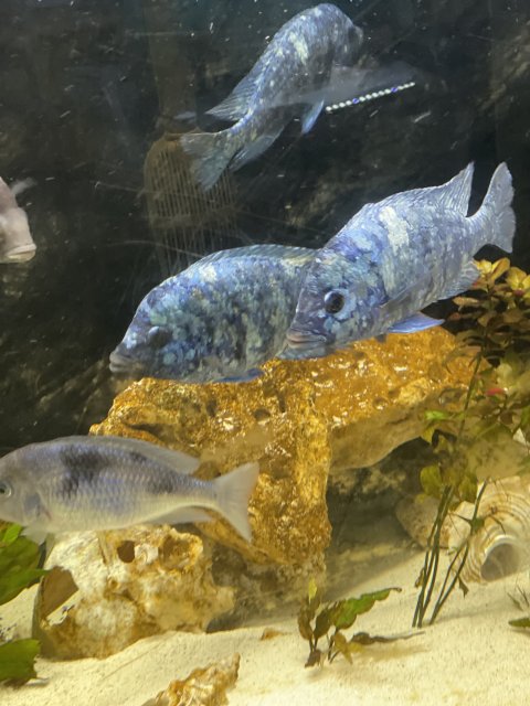 For Sale - Aquarium Central Placidochromis Tanzania Mirrorball Cichlid ...