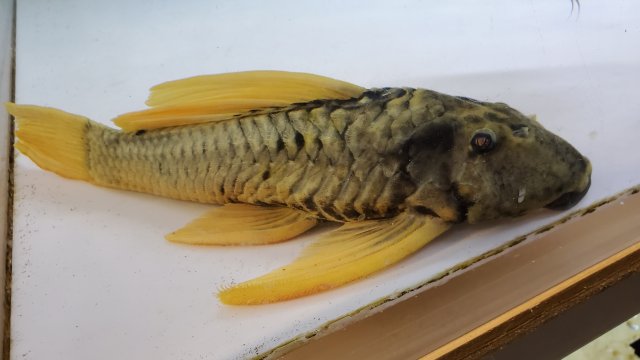 For Sale - Luteus 15" phase 3 for sale | MonsterFishKeepers.com