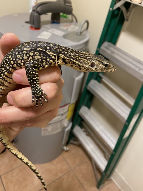 Baby Water Monitor Lizard