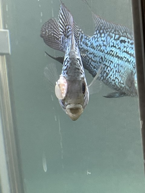 Fish Eyeball Popping Out