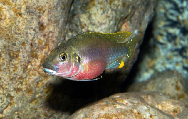 Lufubuchromis relictus | MonsterFishKeepers.com