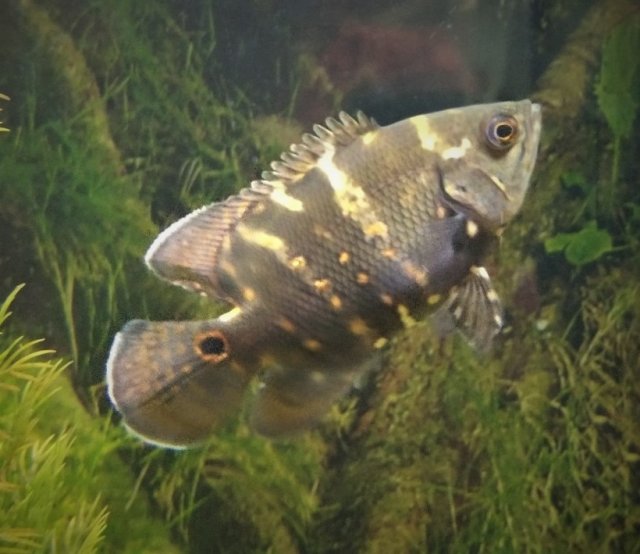 Bumblebee Oscar updates | MonsterFishKeepers.com