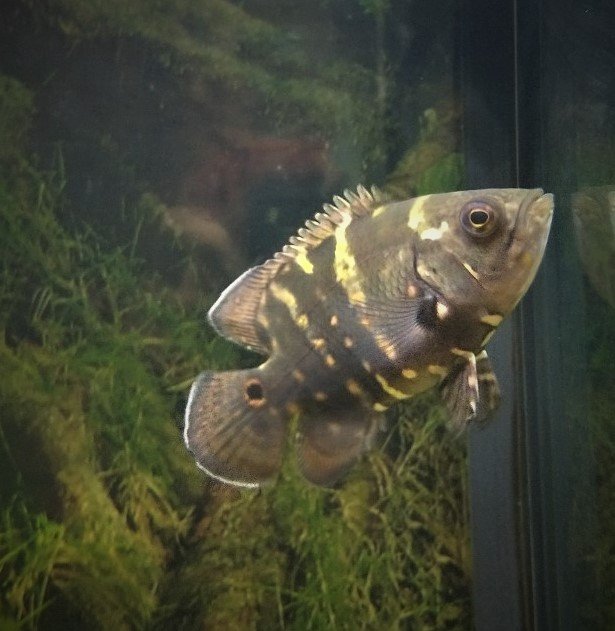 Bumblebee Oscar updates | MonsterFishKeepers.com