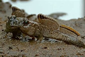 Mudskipper Tank Mates