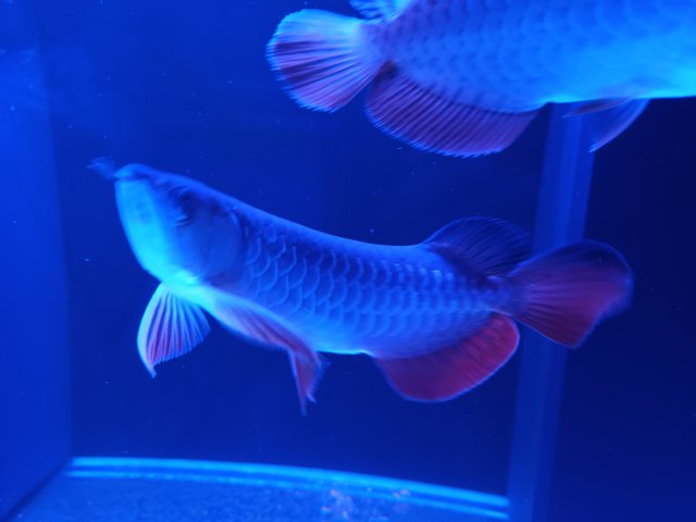 Arowana fin rot? | MonsterFishKeepers.com