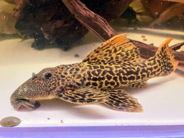 Pleco Collection | MonsterFishKeepers.com