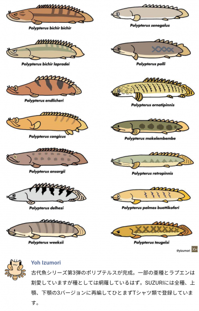 differentiating polypterus species | MonsterFishKeepers.com
