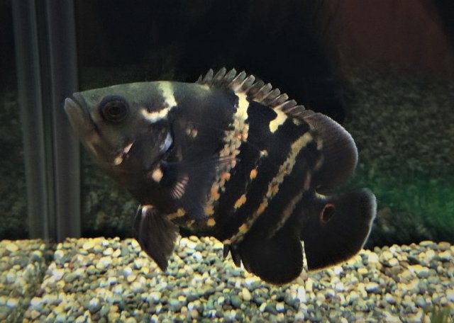 Bumblebee Oscar updates | MonsterFishKeepers.com