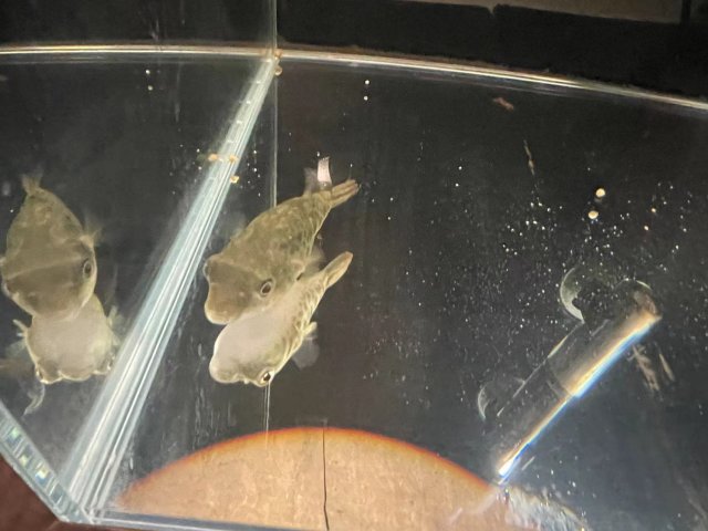 For Sale - Pao abei puffer | MonsterFishKeepers.com