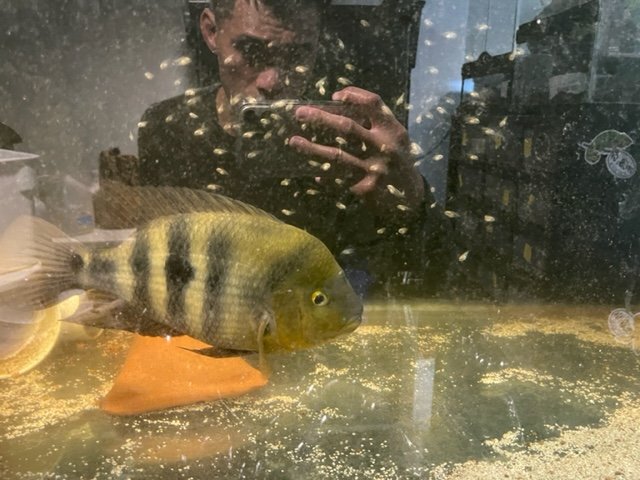 For Sale - Amphilophus chancho | MonsterFishKeepers.com