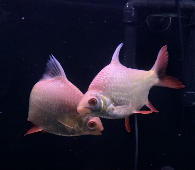 Tinfoil Barb Full Grown