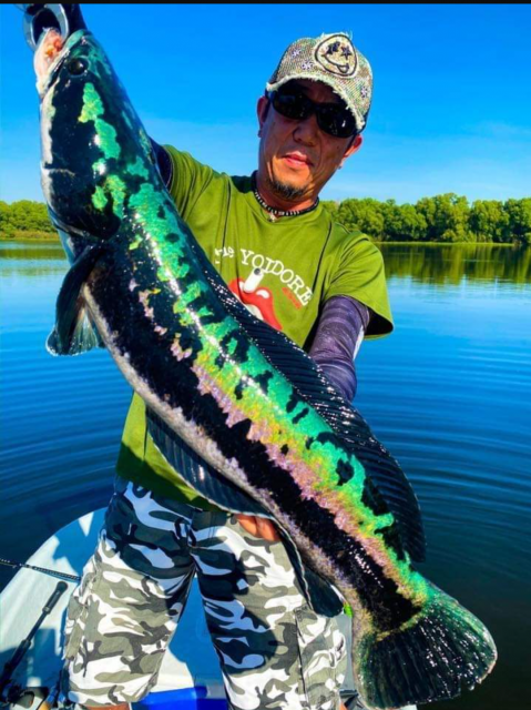 What Snakehead variety? | MonsterFishKeepers.com