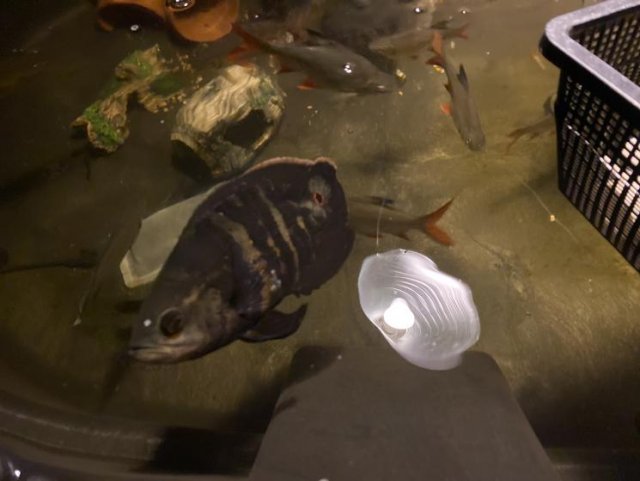 Bumblebee Oscar updates | MonsterFishKeepers.com