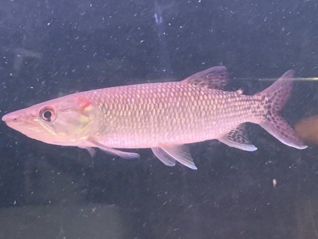 For Sale - African pike | MonsterFishKeepers.com