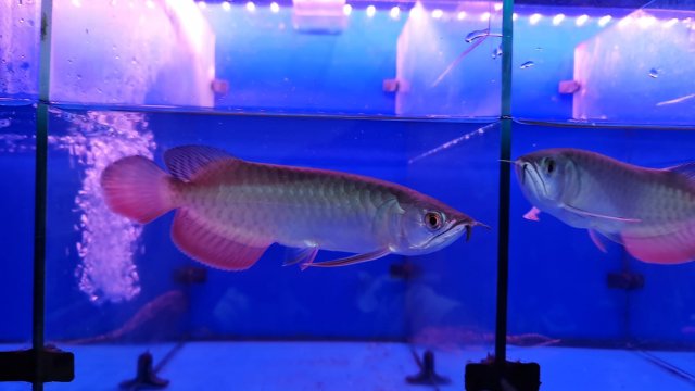 Red Tail Golden Arowana Baby