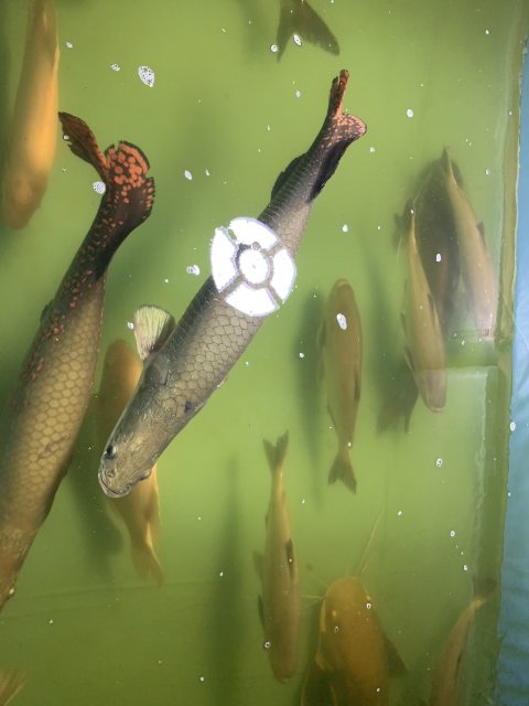 For Sale - Brycon fish | MonsterFishKeepers.com