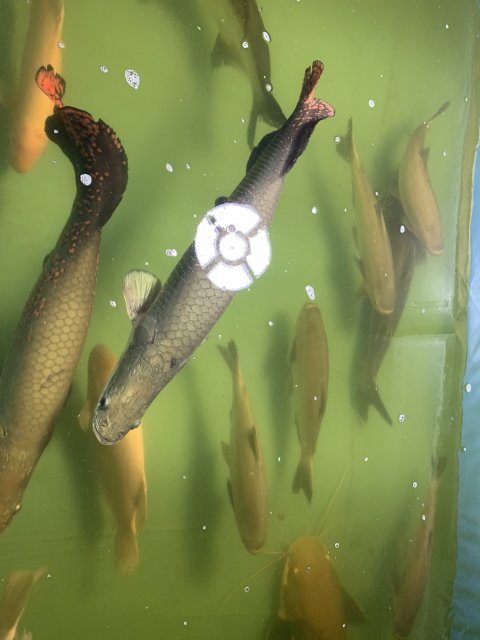 For Sale - Brycon fish | MonsterFishKeepers.com