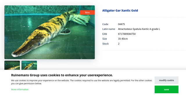 Xanthic gator gar! | MonsterFishKeepers.com